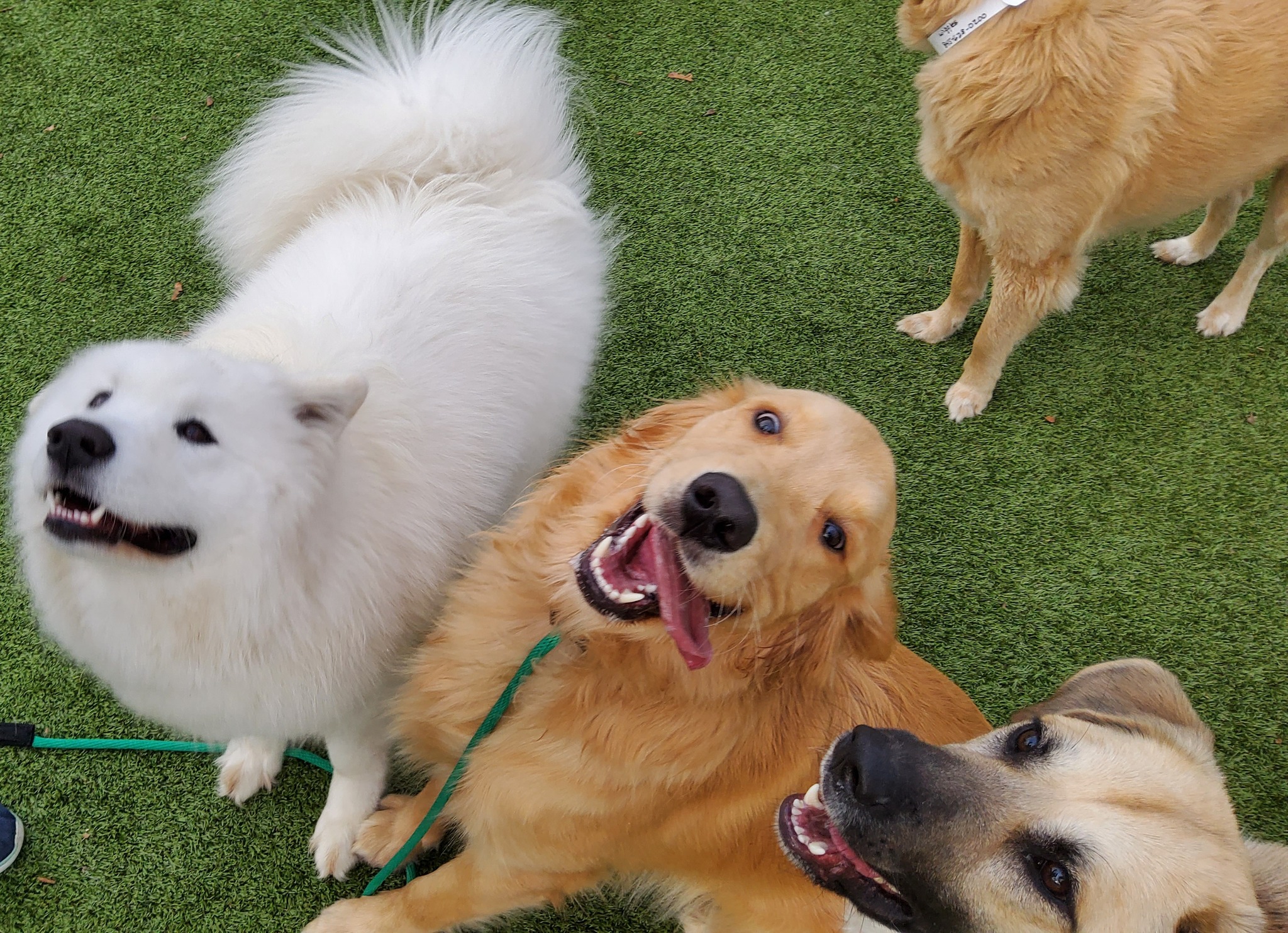 WAG Magazine Features Wiggles Pet Resort | Wiggles Pet Resort
